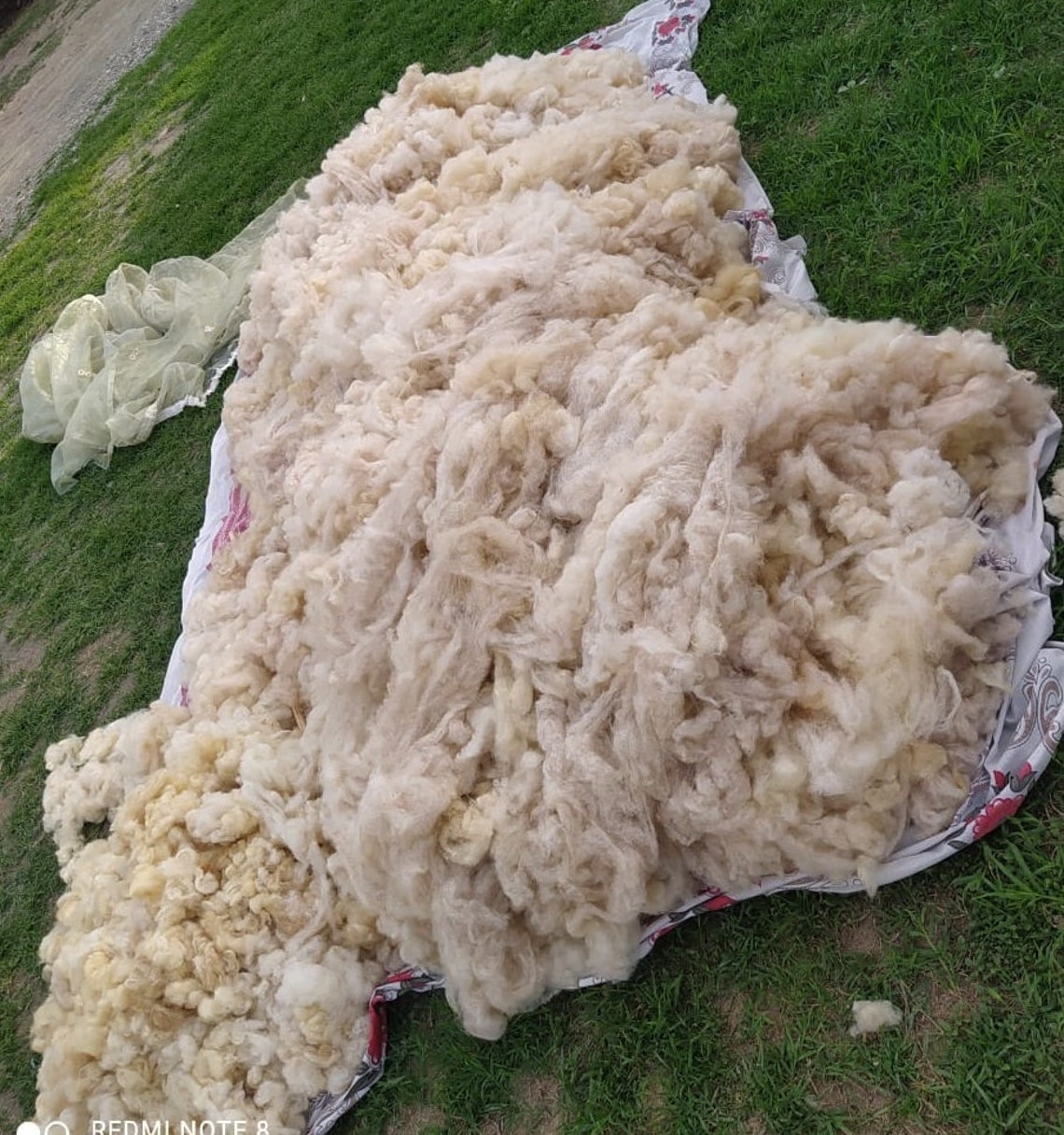10 Lb Hand Washed Natural Wool From Mountain Located Farm Grass Feeded ...