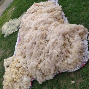 10 Lb Hand Washed Natural Wool From Mountain Located Farm Grass Feeded ...