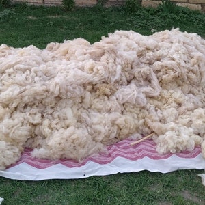 2.2LB (1 KG) Hand Washed Natural Wool (no Chemical) - Etsy