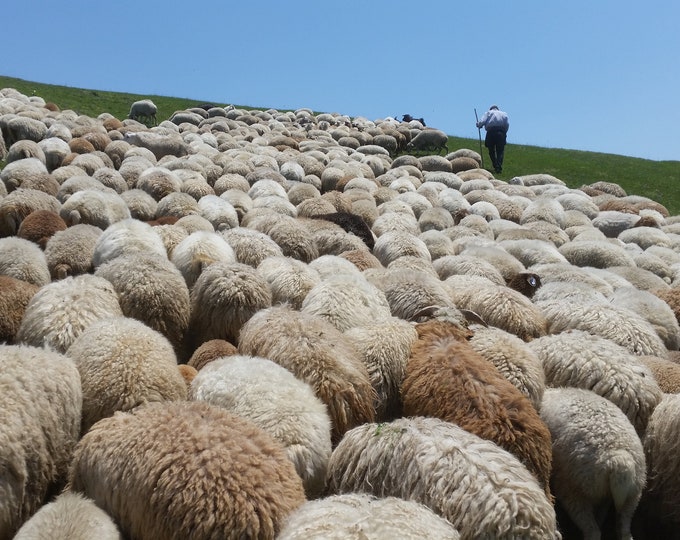 10 Lb Hand Washed Natural Wool From Mountain Located Farm Grass Feeded ...