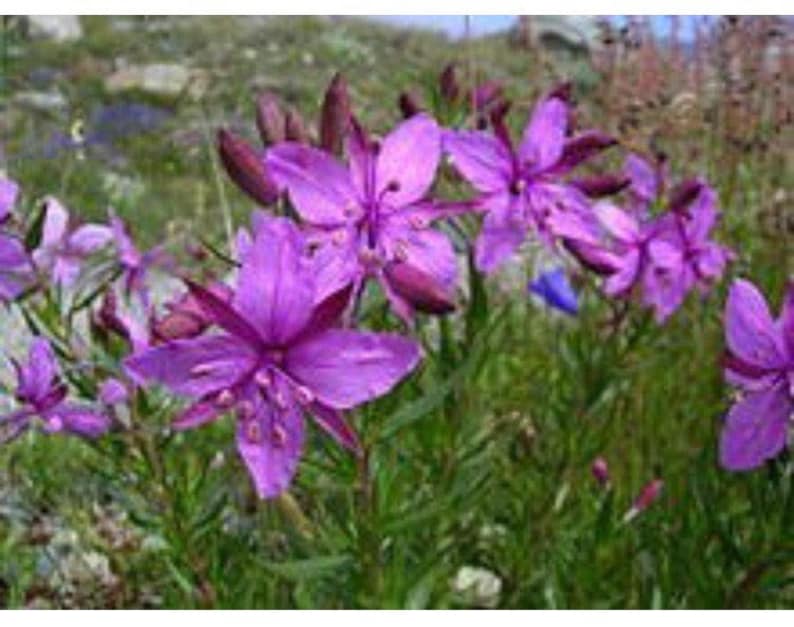 Alaskan Artesan Tea Hand Picked Herbal Teas: four Varieties ...