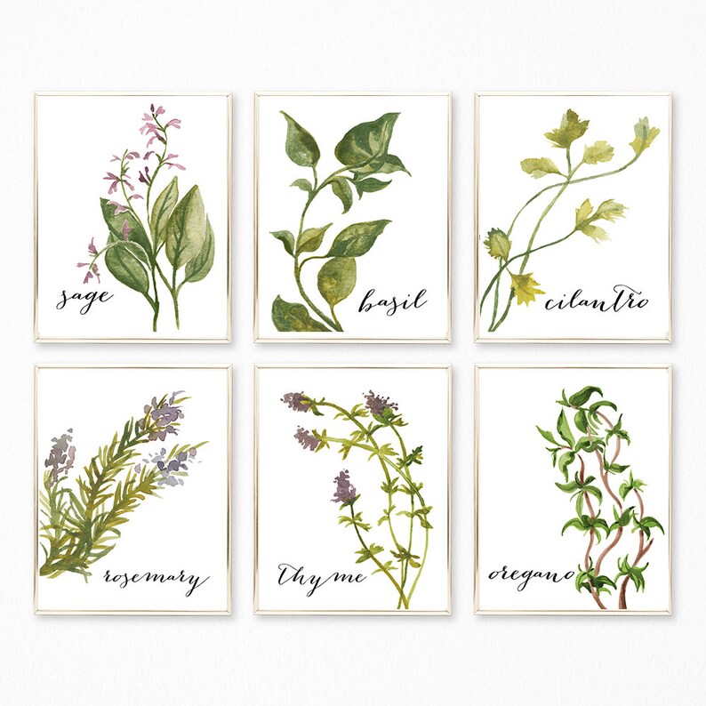 Botanical Herb Print Botanical Print Botanical Art Herb Etsy