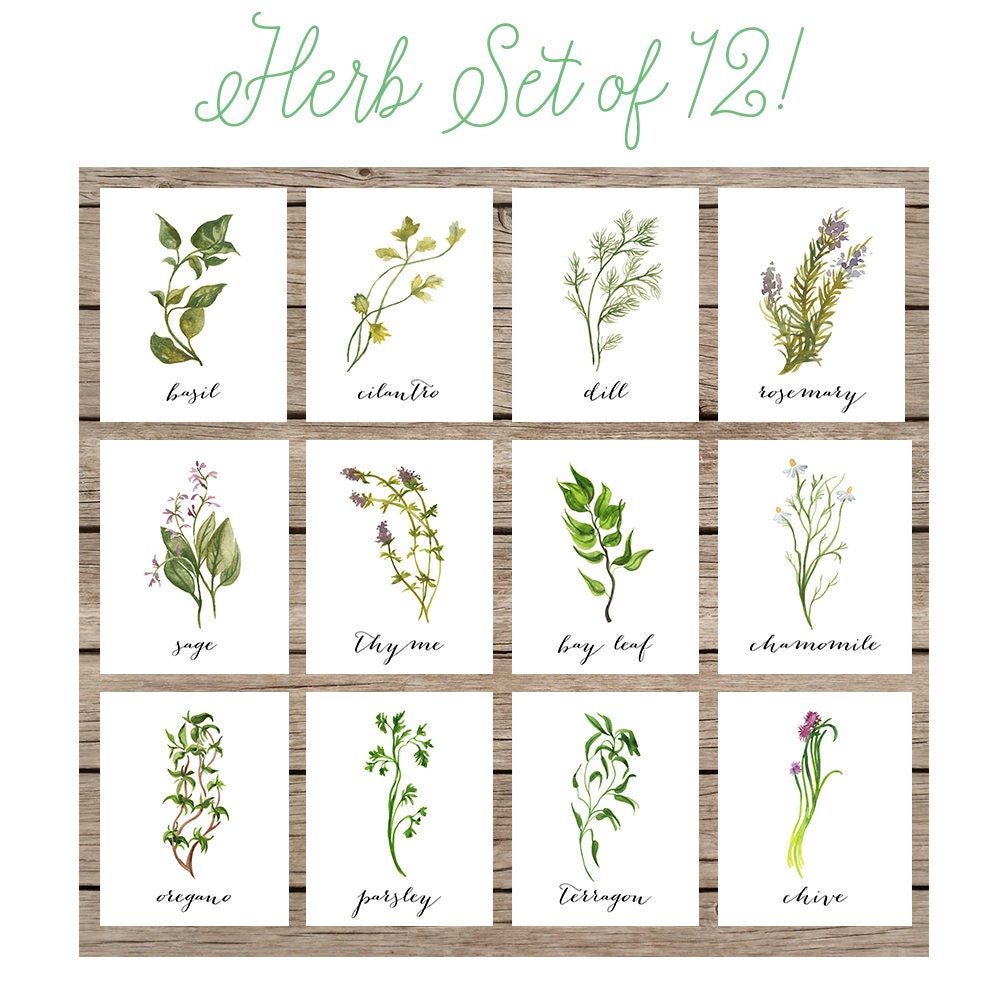 Botanical Print Set Herb Print Set Herbs Botanical Prints | Etsy