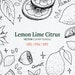Doodle Style Lemon Lime Citrus Clipart Set. Summer Line Illustrations ...