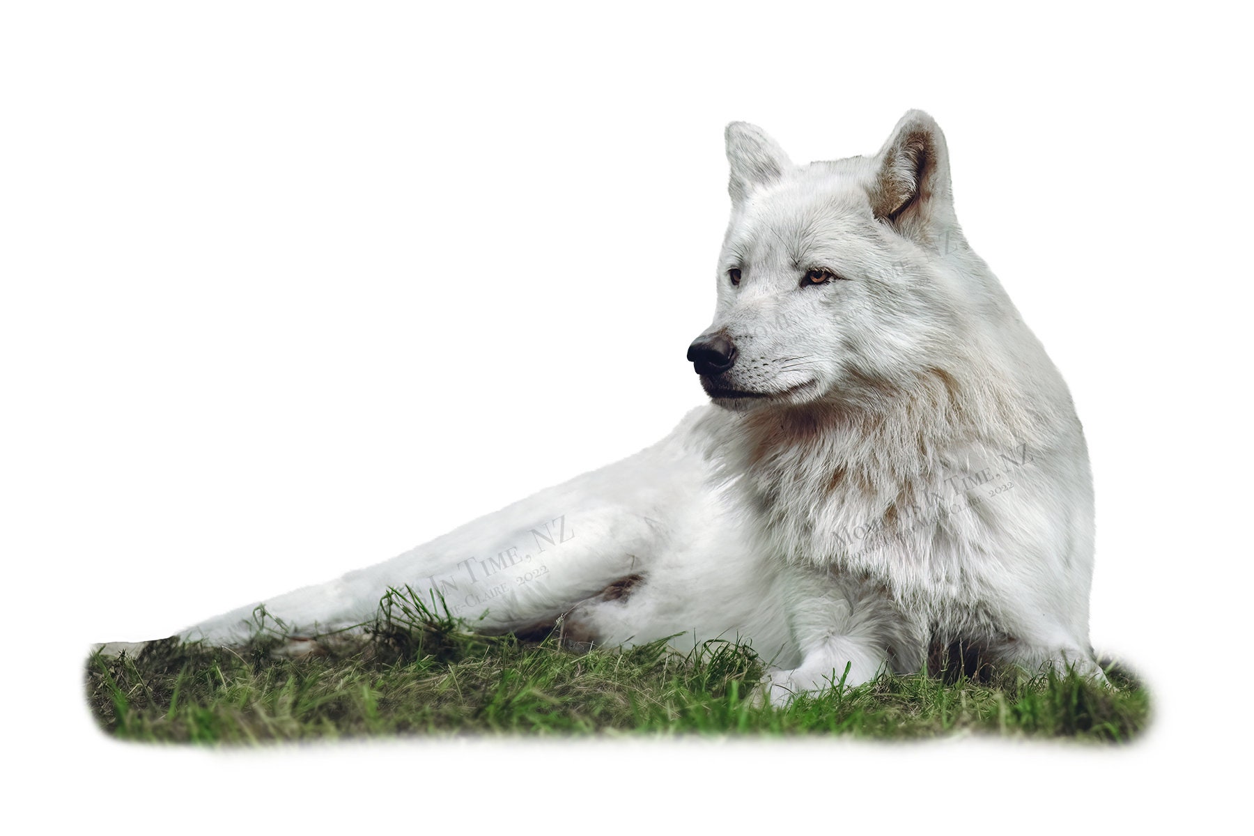 MIT White Wolf Digital Background and Extracted White Wolf - Etsy