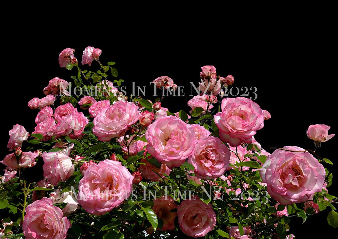 MIT Pink Rose Bush Digital Overlay - Etsy