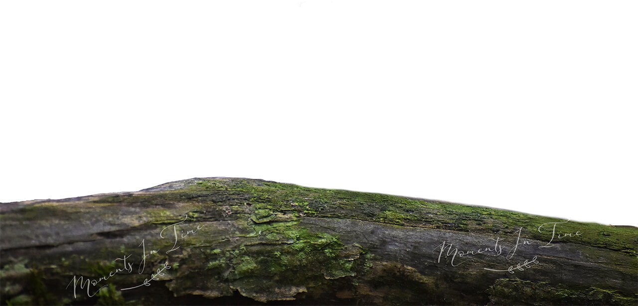 MIT Forest Log Digital Overlay | Etsy