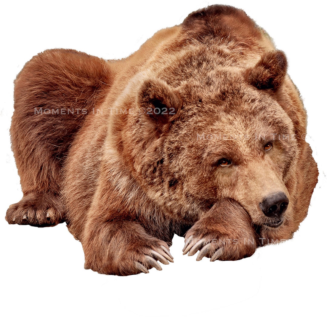 MIT Bear Laying Down Digital Overlay - Etsy