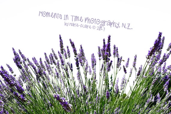 MIT Lavender Flower Digital Overlay on a transparent | Etsy