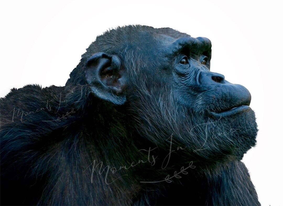 MIT Monkey Isolated Digital Overlay - Etsy