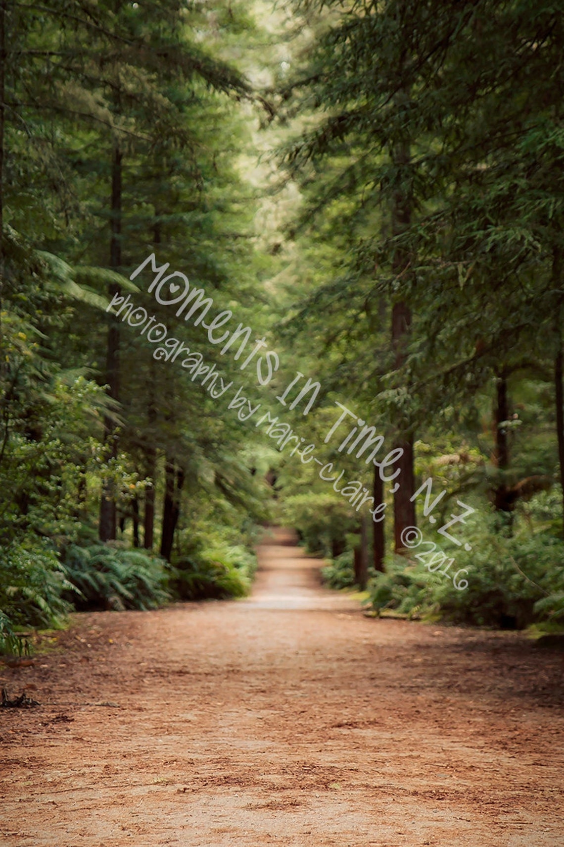 Moments in Time 2 X Redwood Forest Path Digital Backdrops - Etsy