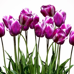 MIT Spring Tulip Digital Overlay Pack of 5 - Etsy