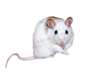 MIT Wolf Animal Digital Overlay | Etsy New Zealand