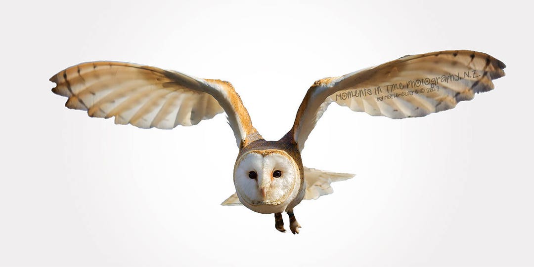 MIT Owl in Flight Digital Overlay - Etsy