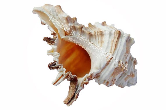 MIT Moana Sea Shell Digital Overlay - Etsy New Zealand