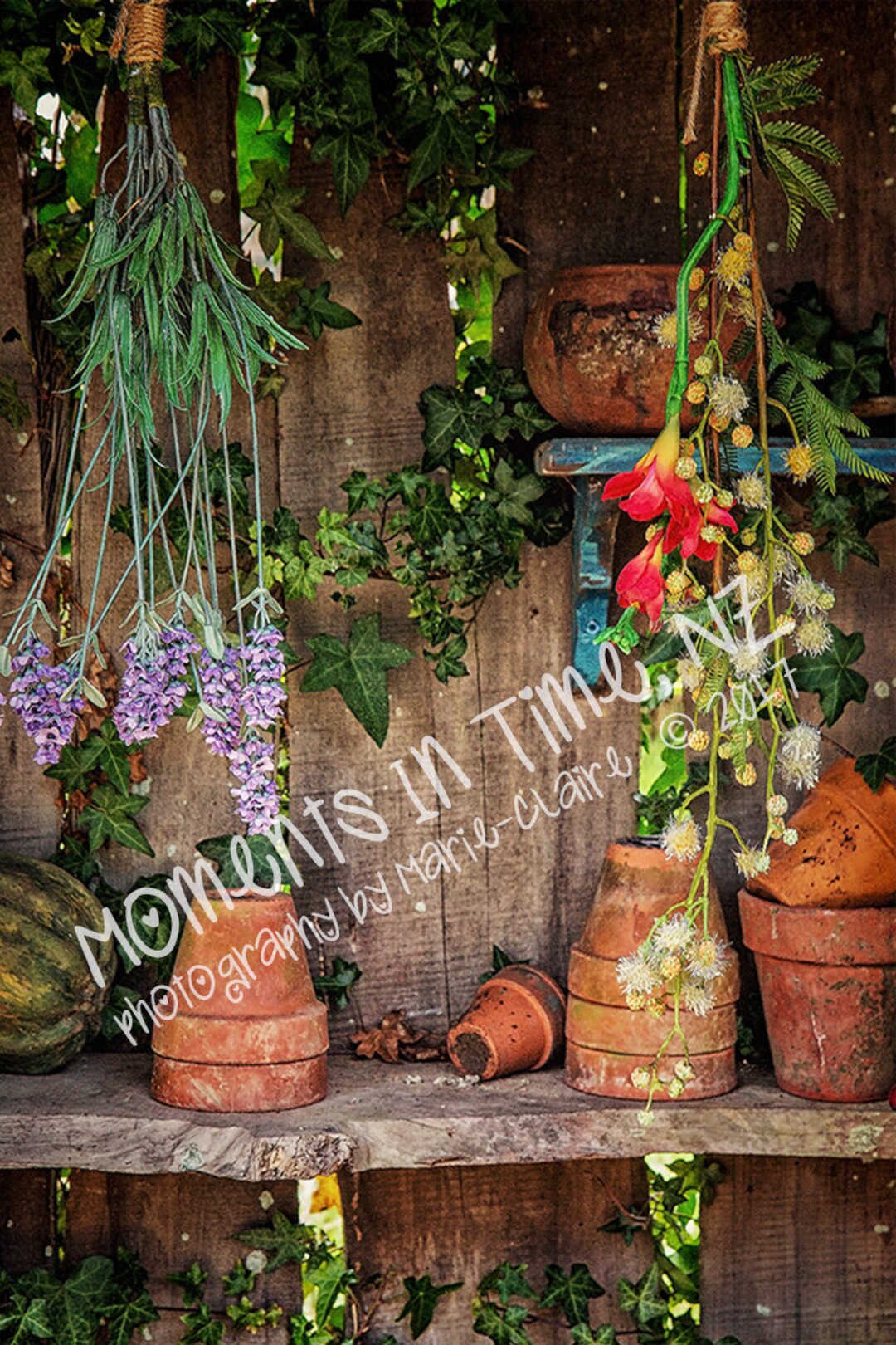 MIT Peter Rabbit Garden Pot Shelf Digital Background - Etsy