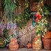 MIT Peter Rabbit Garden Pot Shelf Digital Background - Etsy