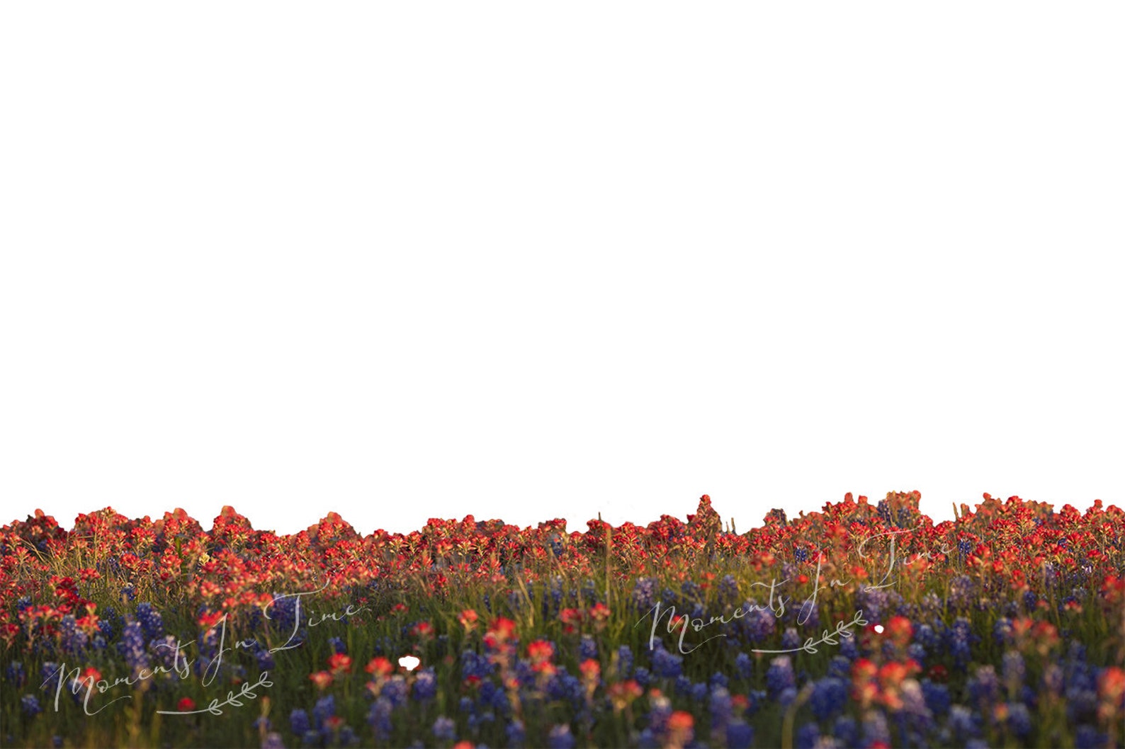 MIT Field of Flowers Digital Backdrop and Overlay - Etsy