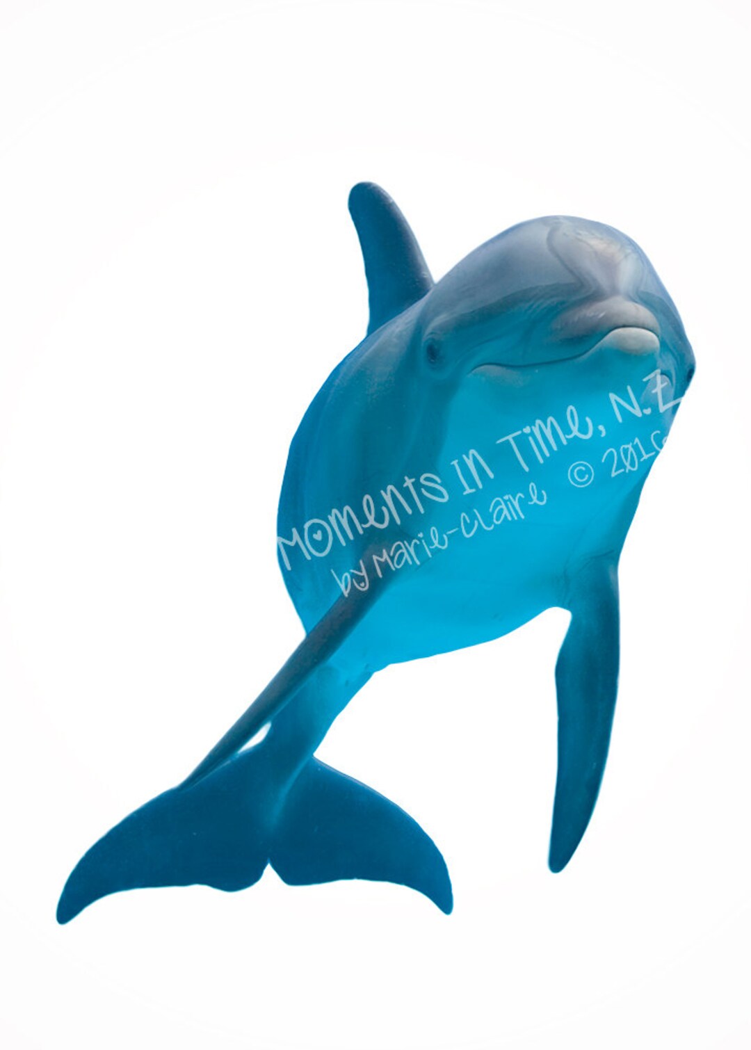 MIT Underwater Dolphin Digital Overlays - Etsy