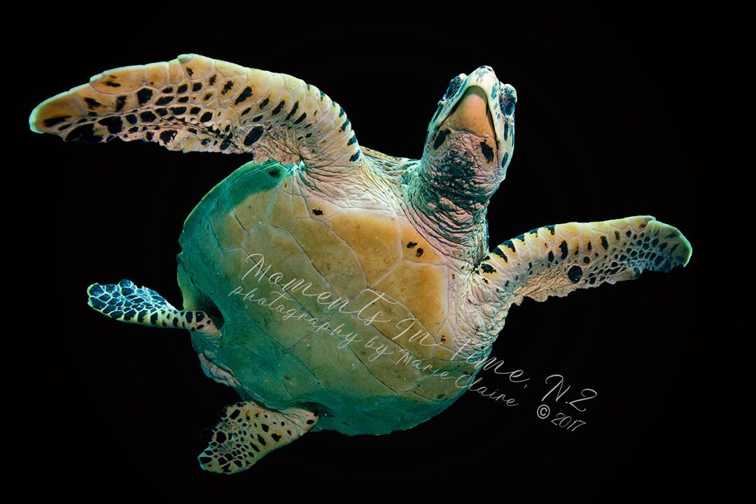 MIT Underwater Turtle Digital Overlay - Etsy