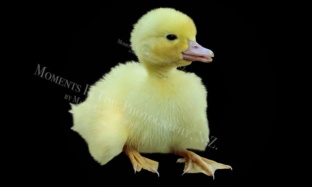 MIT Yellow Duckling Digital Overlay - Etsy