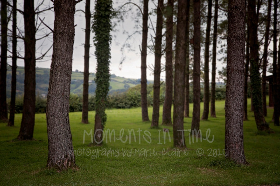 Moments in Time Welsh Forest Digital Background - Etsy