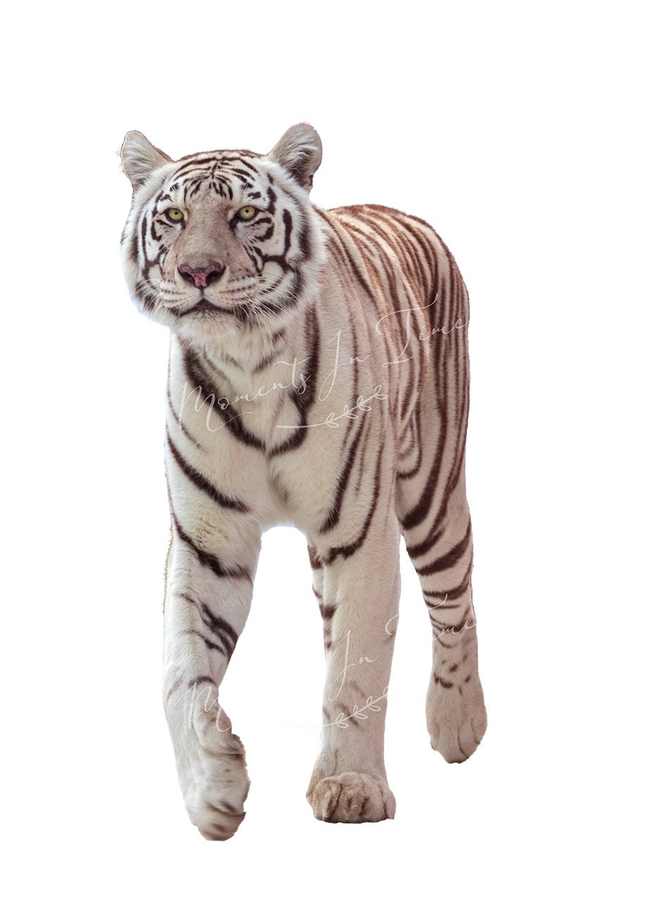 MIT White Tiger Digital Overlay | Etsy