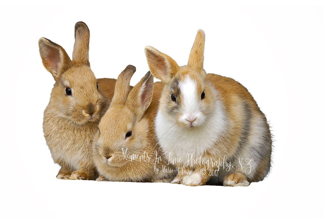 MIT Three Rabbits Digital Png Overlay - Etsy