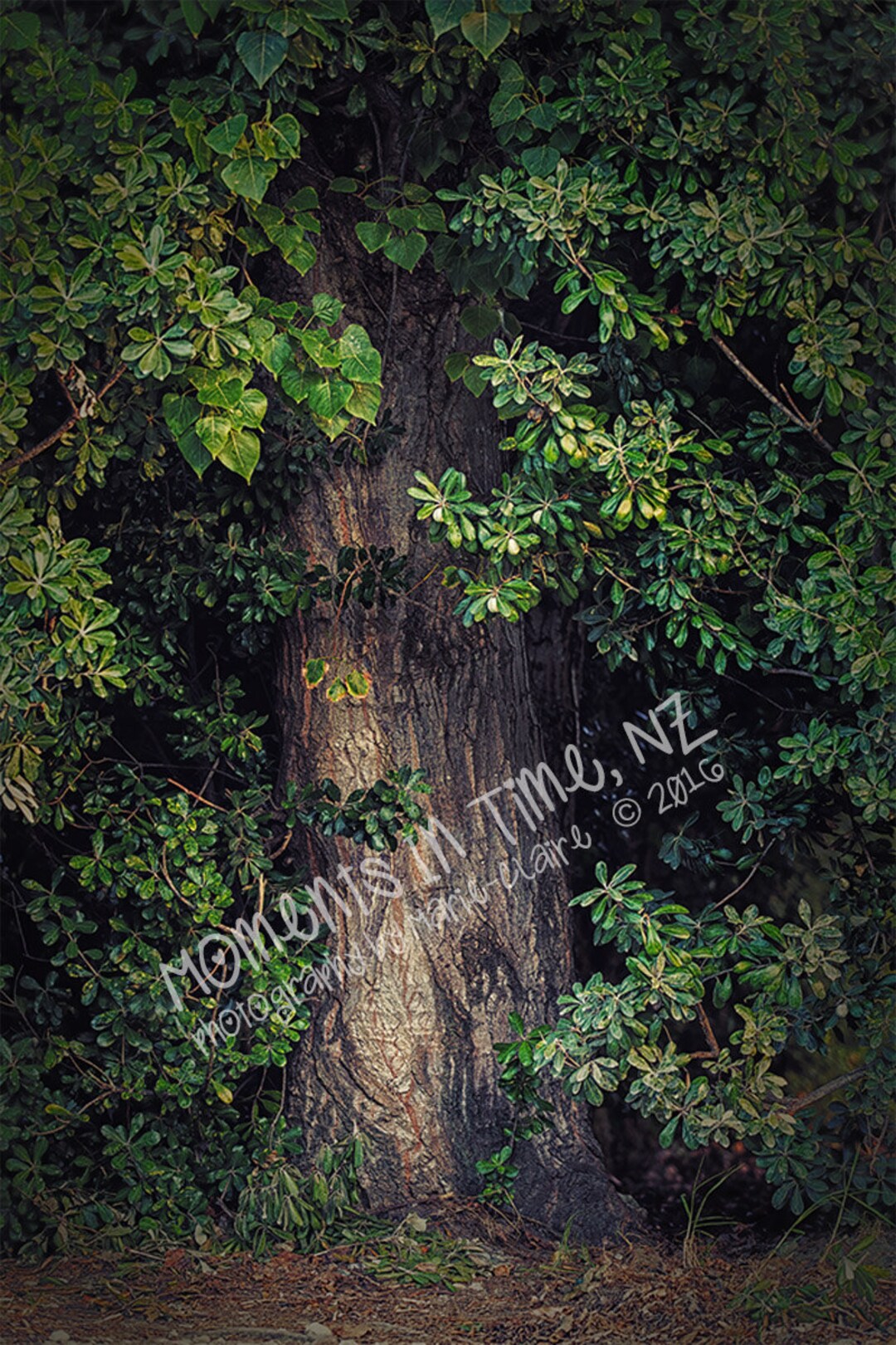 Moments in Time Where the Wild Things Are Forest Tree Digital - Etsy