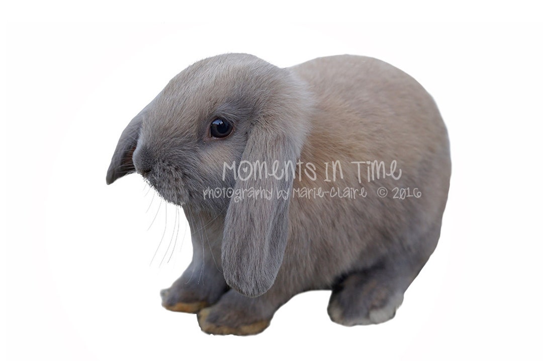 Moments in Time Baby Rabbit Animal Overlay - Etsy