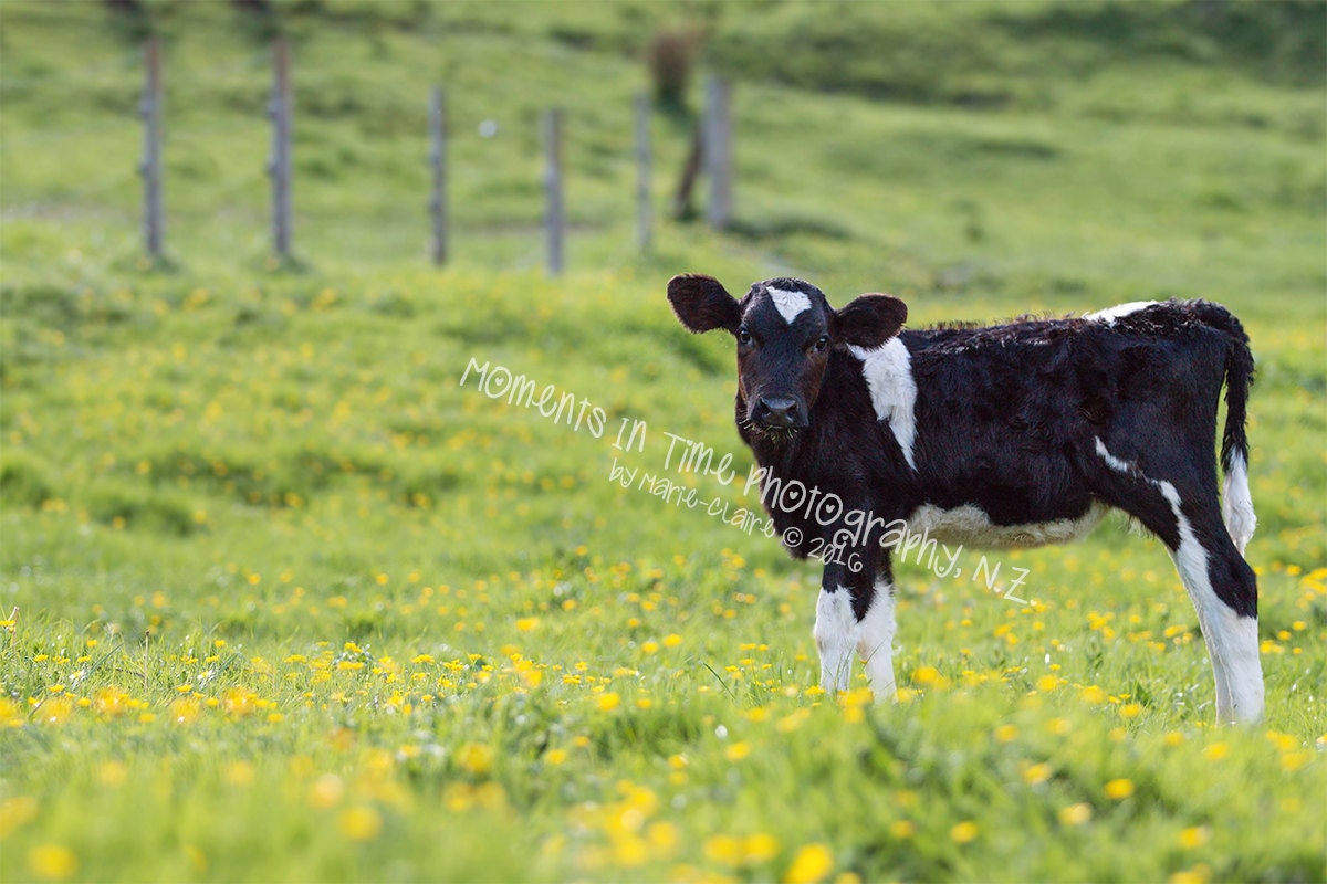 MIT 3 for 1 Springtime Buttercup Field Calf Digital | Etsy