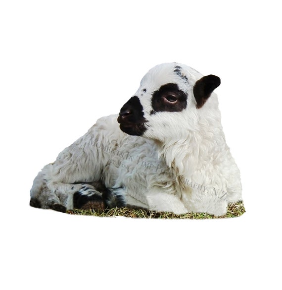 BW Lamb Laying Down Digital Overlay | Etsy