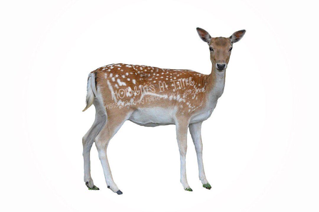 Moments in Time Deer Standing Animal Overlay - Etsy Australia