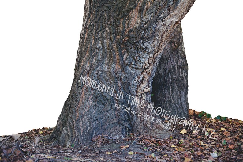 MIT Standing Tree Trunk Digital Overlay | Etsy