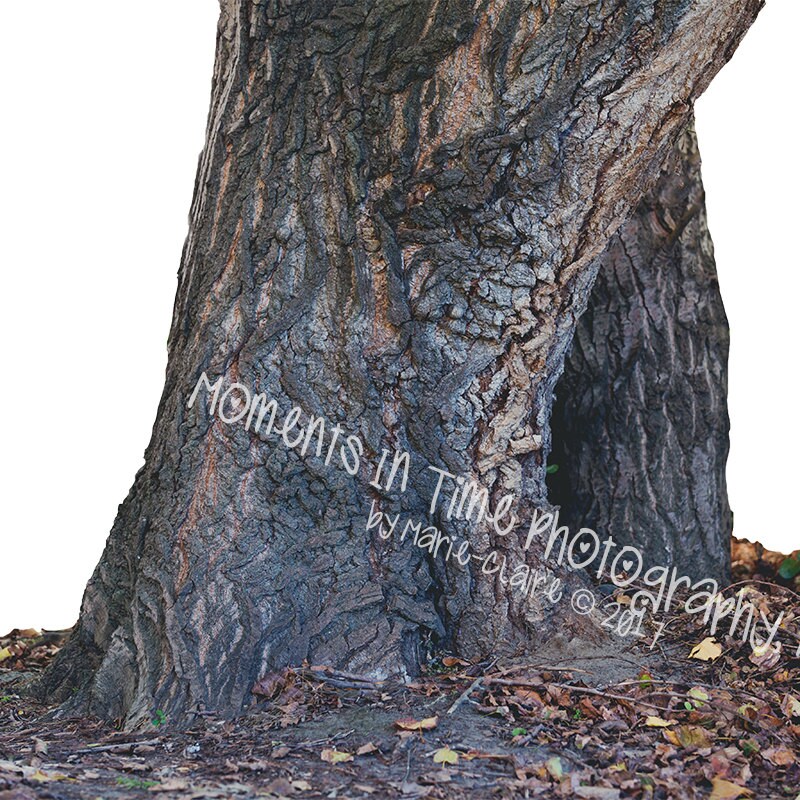 Tree Trunk Art - Etsy