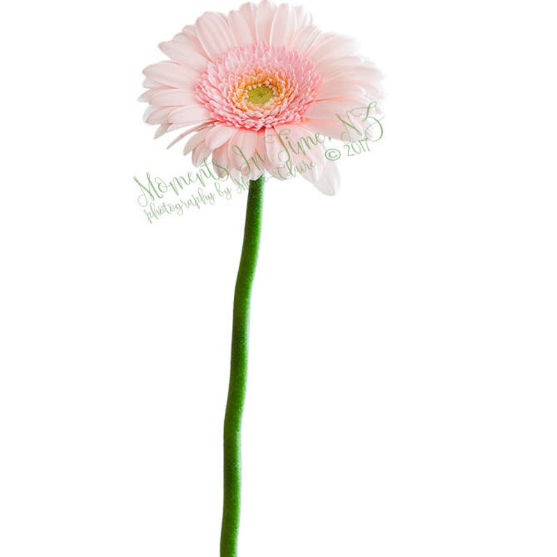 Single Stem Flowers - Etsy