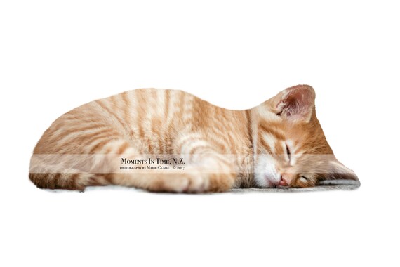 MIT Ginger Kitten Sleeping Digital Overlay | Etsy