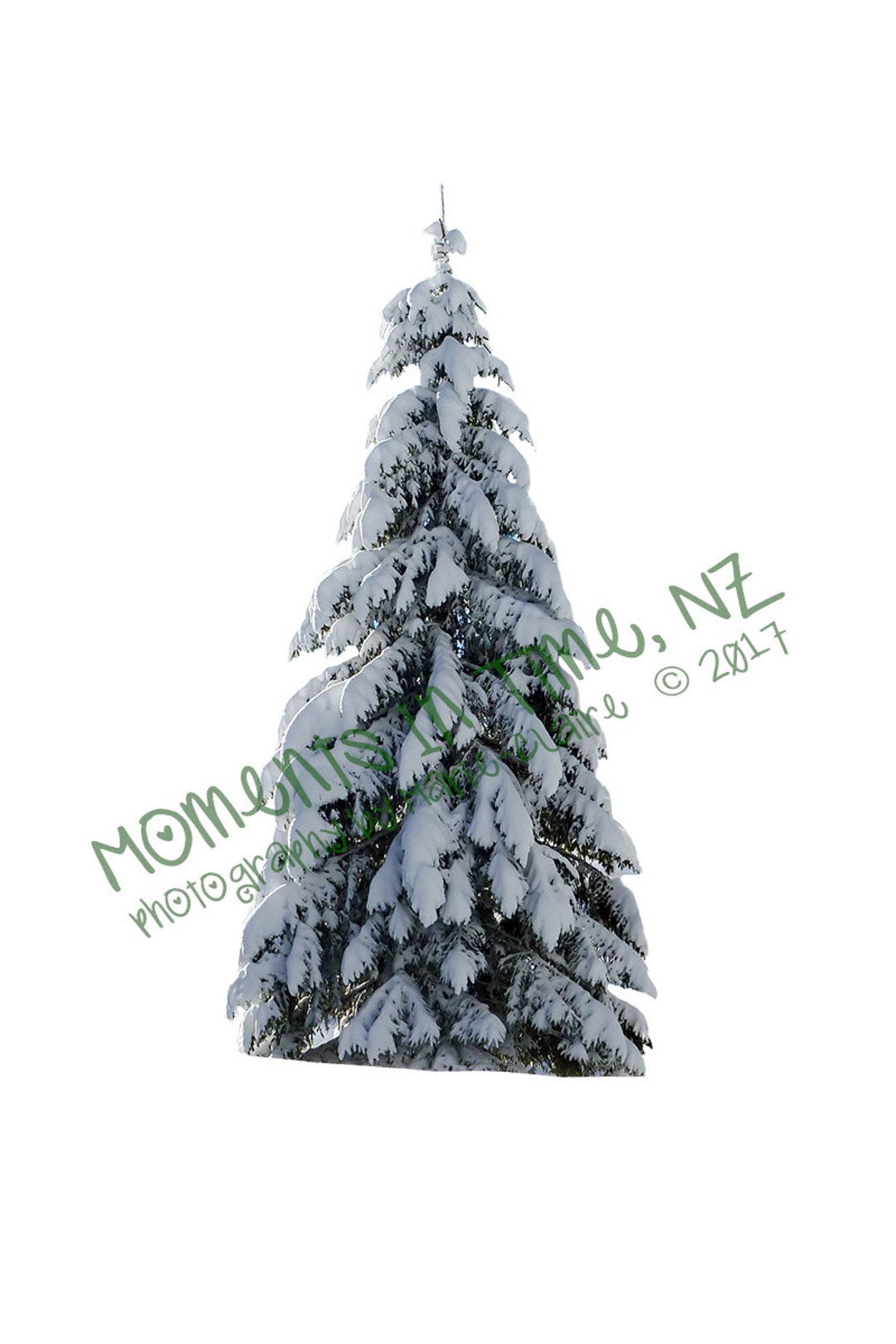 MIT Snowy Pine Tree Digital Overlay - Etsy