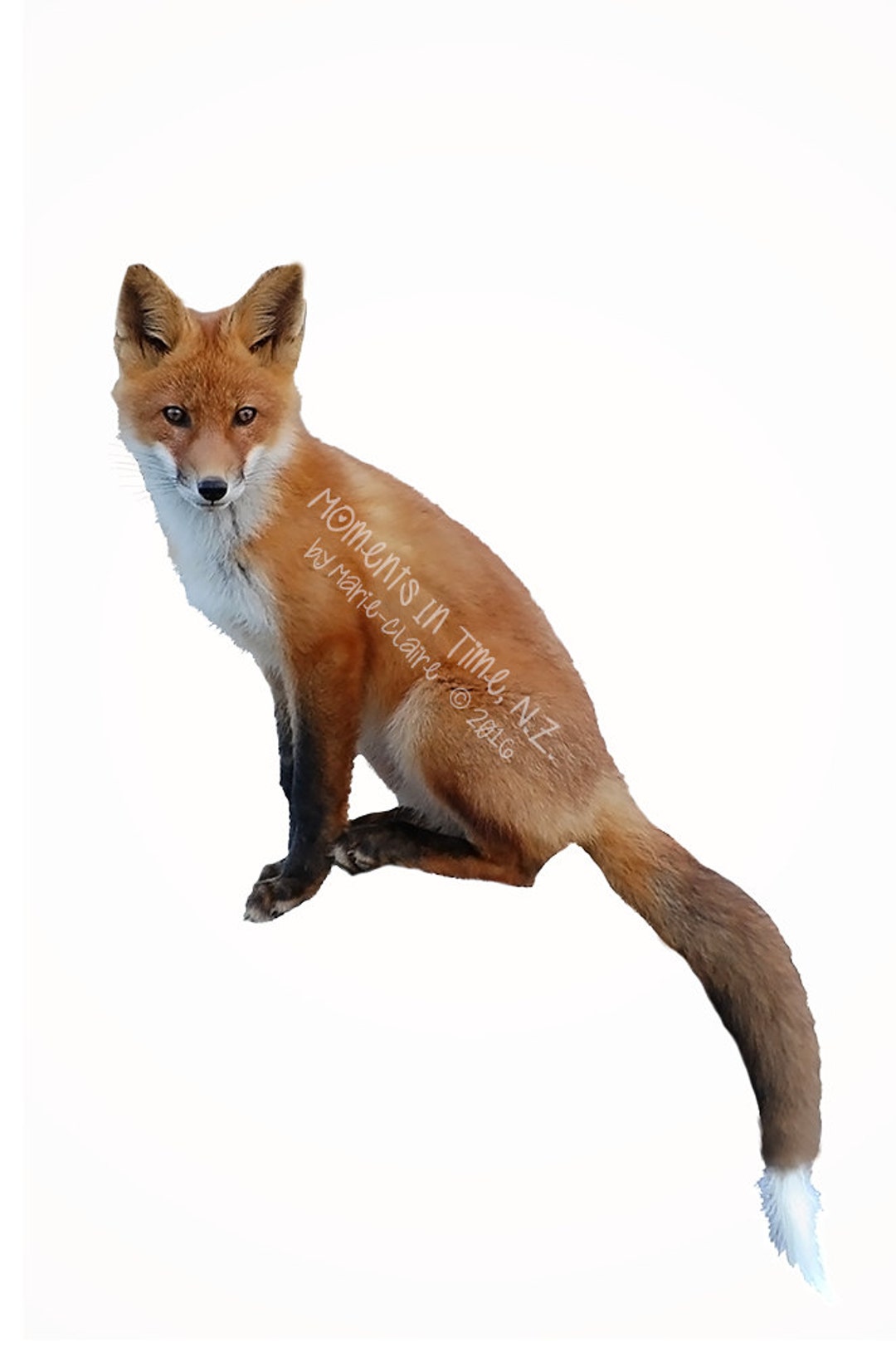 Moments in Time Red Fox Sitting Sideways Digital File Overlay - Etsy