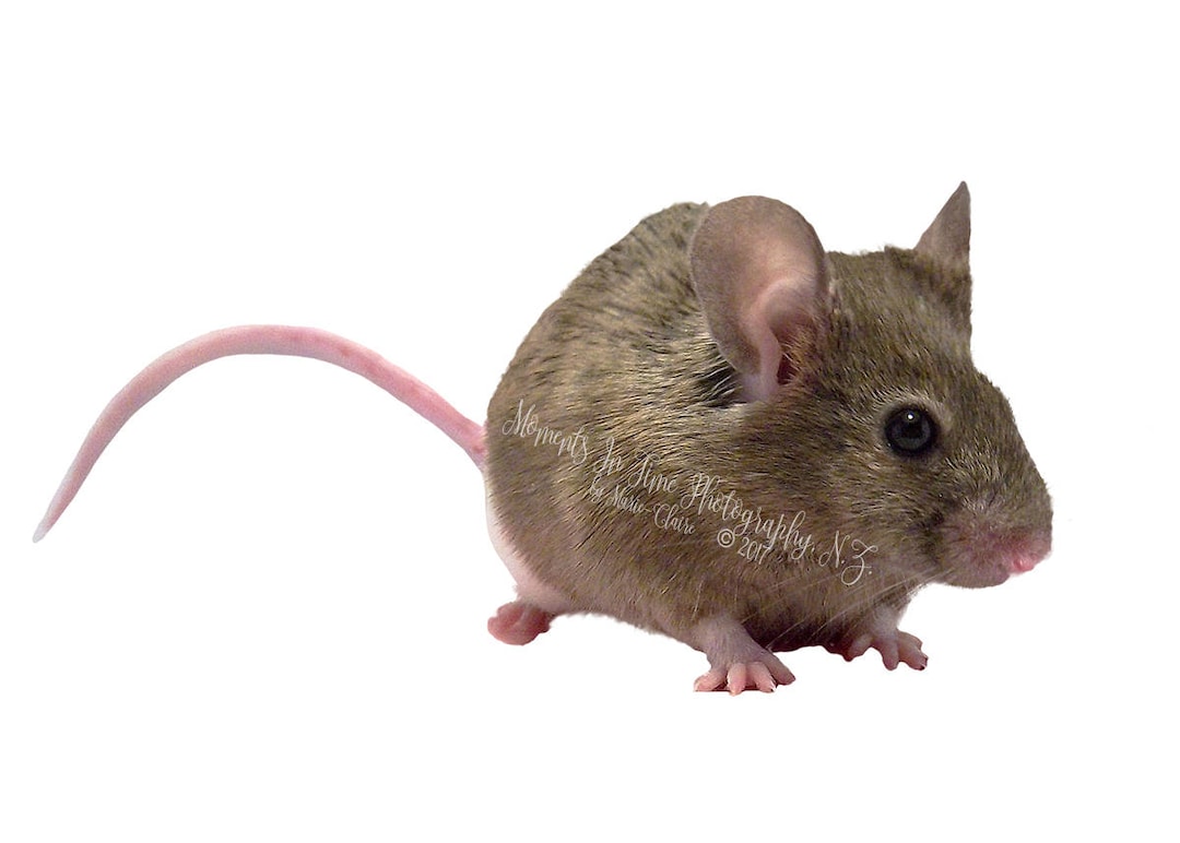 MIT Brown Mouse Digital Overlay - Etsy