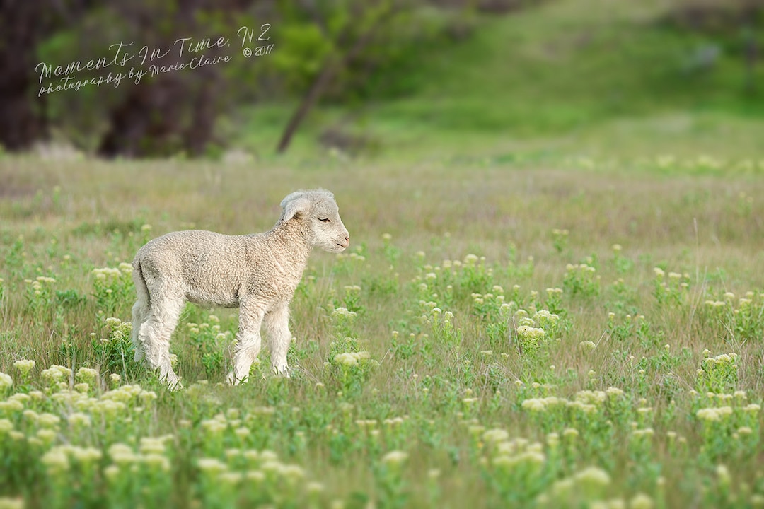 MIT Spring Lamb in Field Digital Background - Etsy