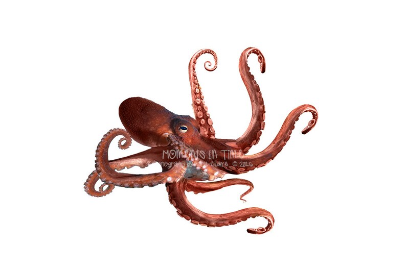 Moments in Time Octopus Digital Overlay - Etsy