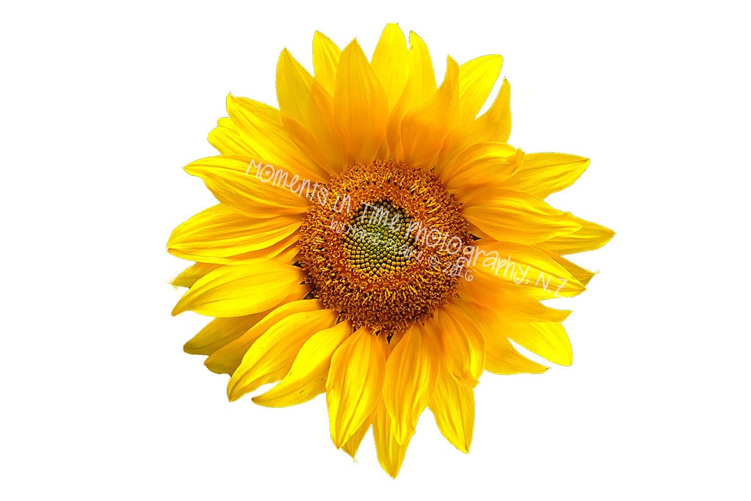 MIT Sunflower Digital Overlay - Etsy
