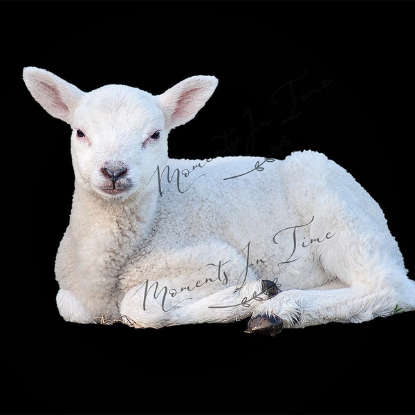 White Lamb - Etsy
