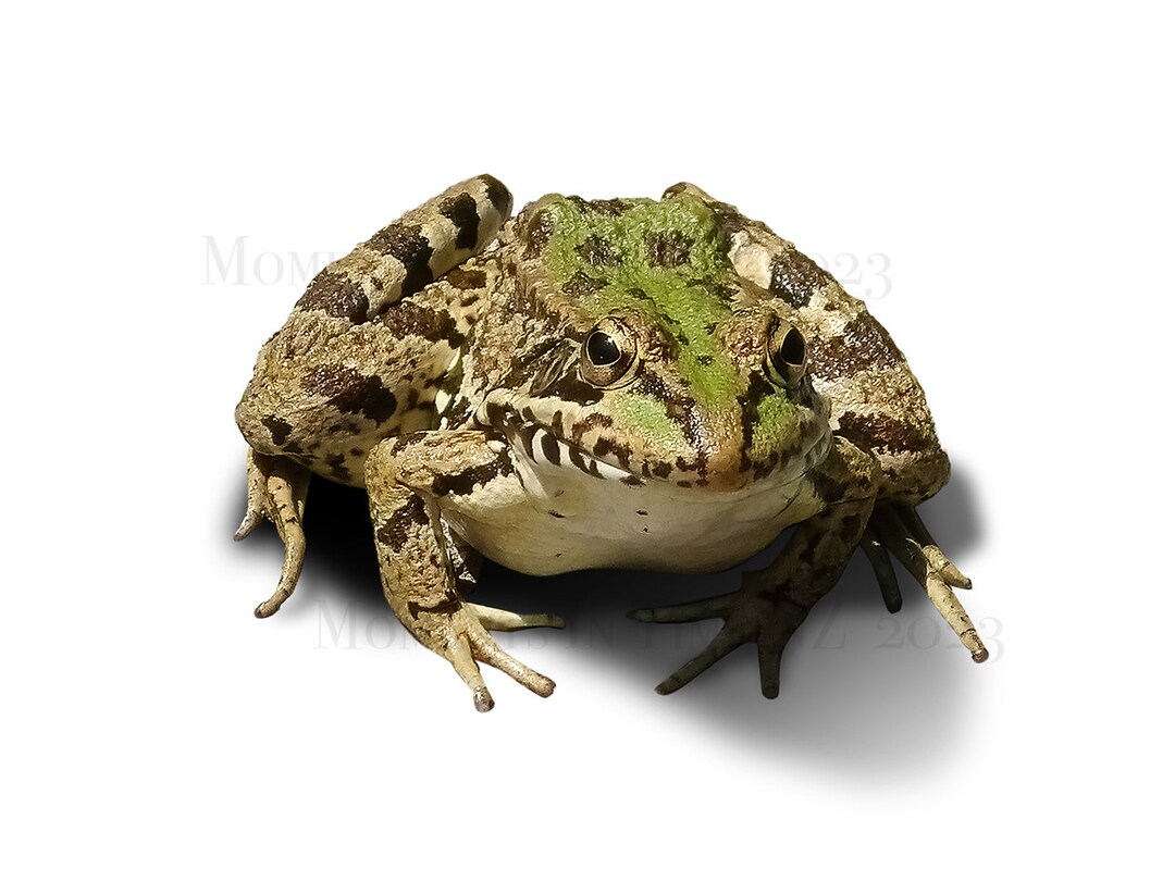 MIT Frog Toad Digital Overlay - Etsy