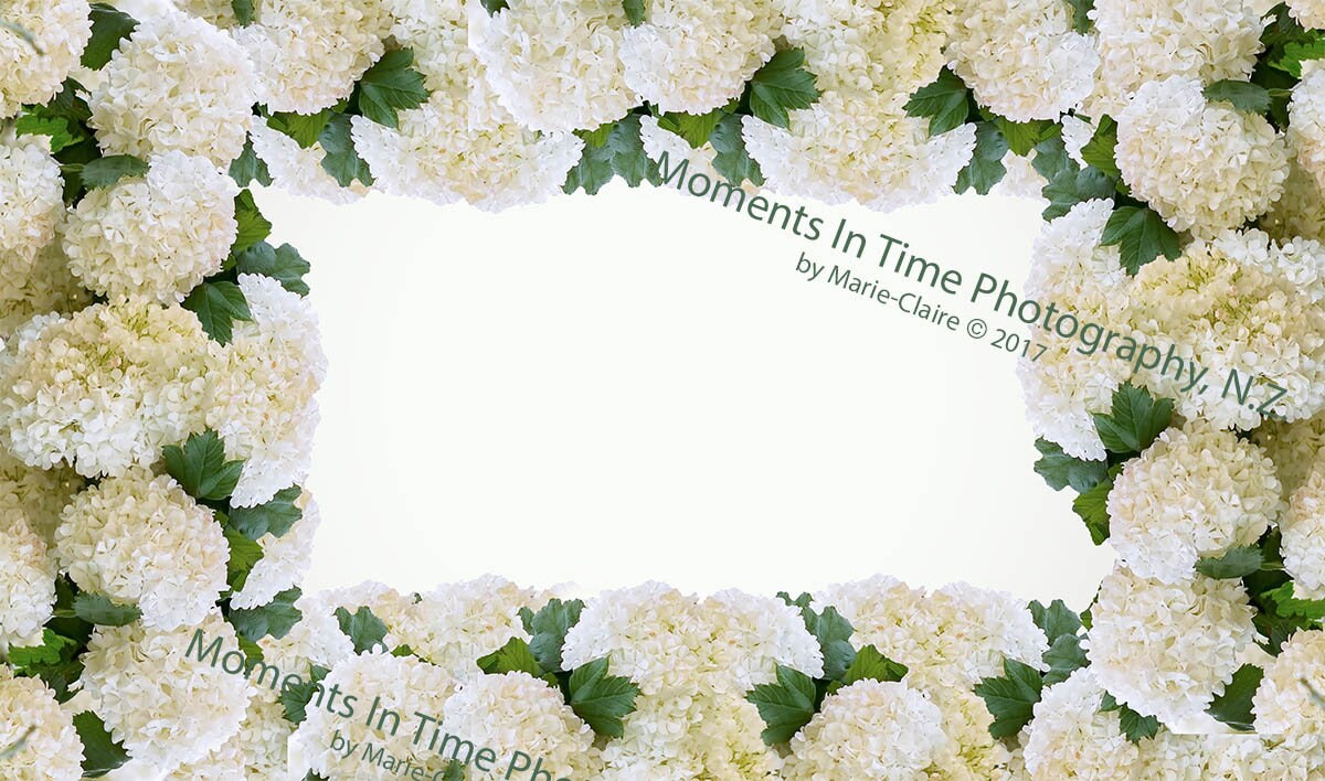 MIT White Hydrangea Floral Edge Digital Overlay | Etsy