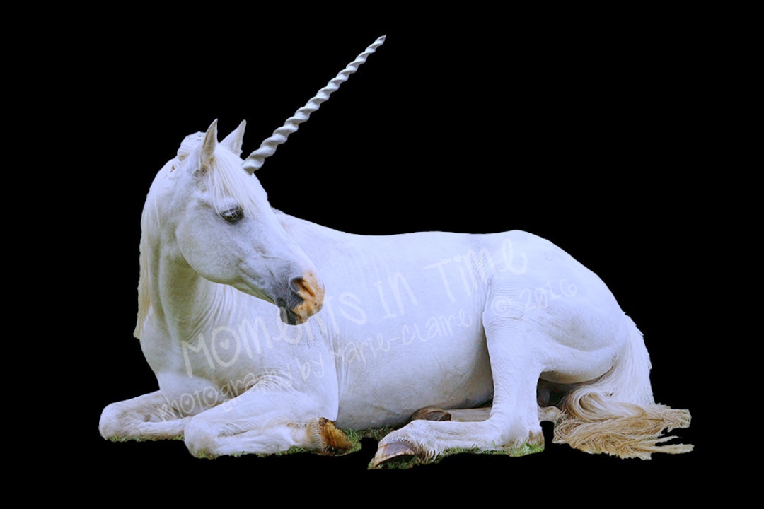 MIT Unicorn Animal Digital Overlay - Etsy