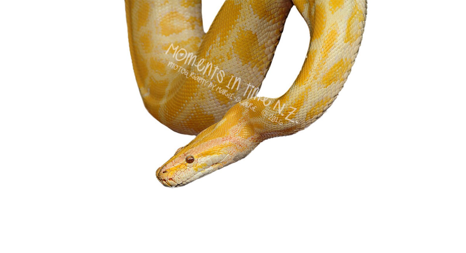 Moments in Time Yellow and White Snake Digital Animal Overlay - Etsy ...