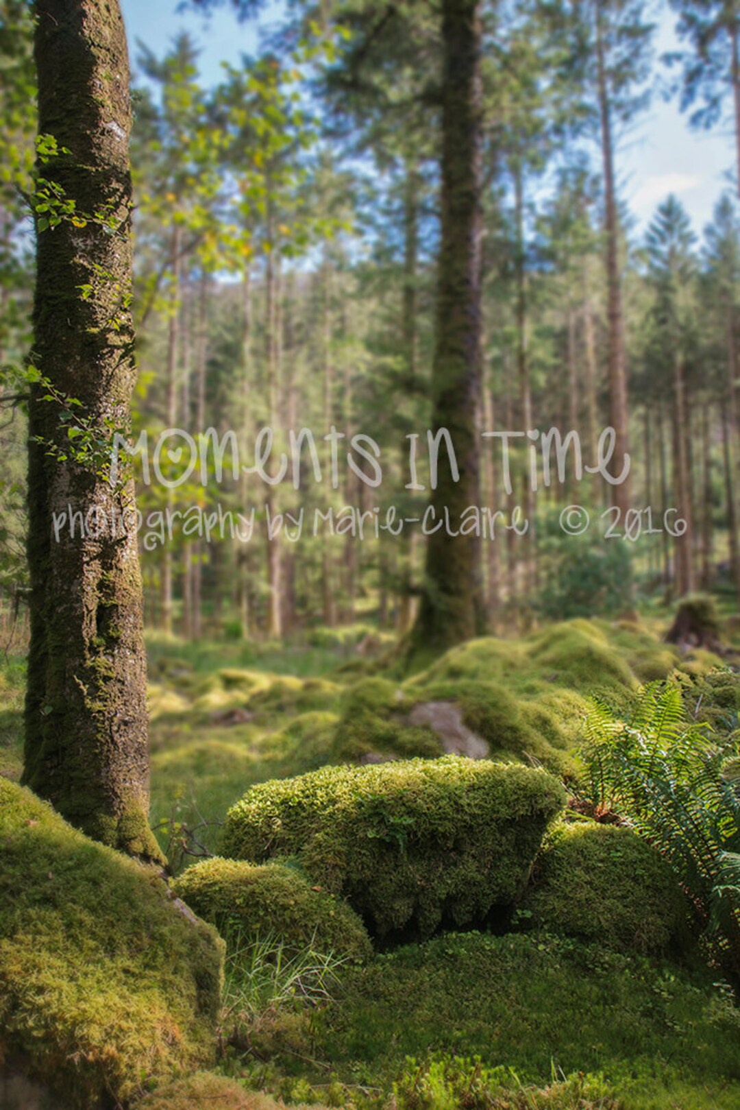 Moments in Time Irish Forest Backdrop - Etsy New Zealand