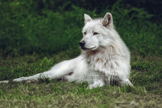 White Wolf Sitting